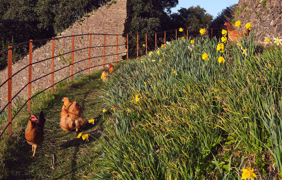 The Castle of Trematon Experience | Historic Luxury Retreat – House of ...